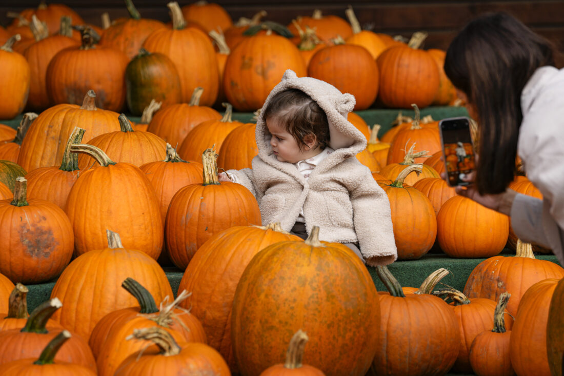 Halloween Pumpkin Waste Is a Methane Problem, But Chefs and Farmers ...